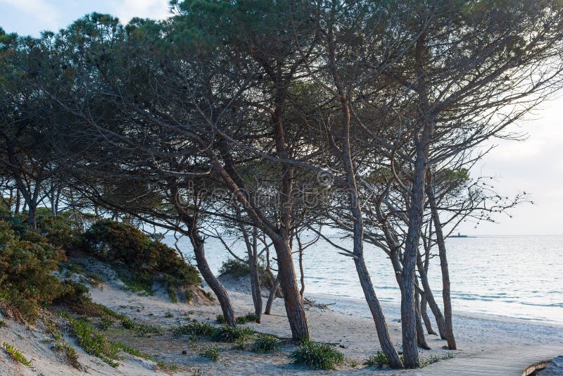 Pine trees in the sand stock image. Image of coastline - 110081901