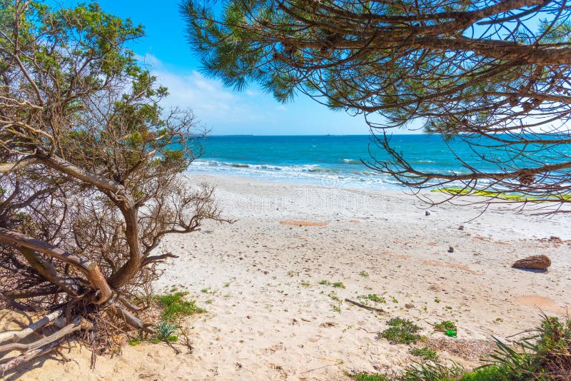 Pine Trees by the Sea in Maria Pia Beach in Spring Stock Image - Image ...