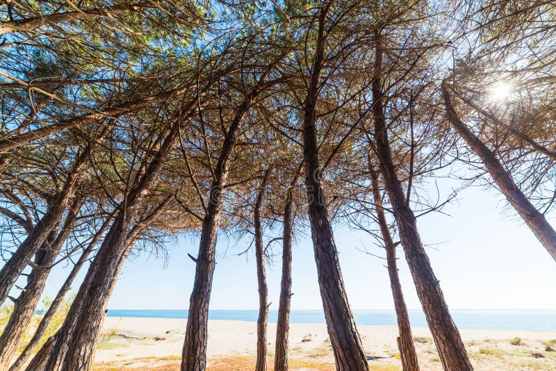 Pine Trees by the Sea in Perdepera Beach Stock Image - Image of park ...
