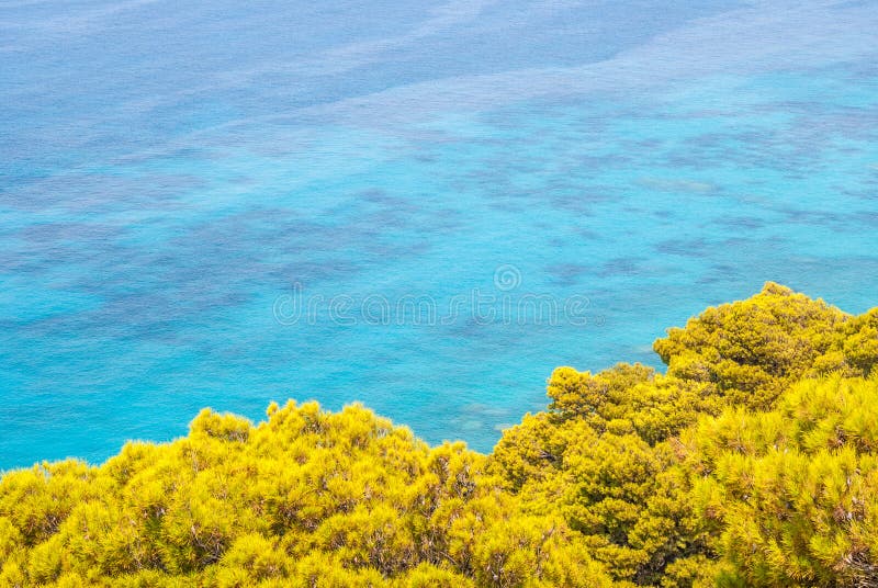 Pine trees by the sea stock photo. Image of juxtaposition - 51470914