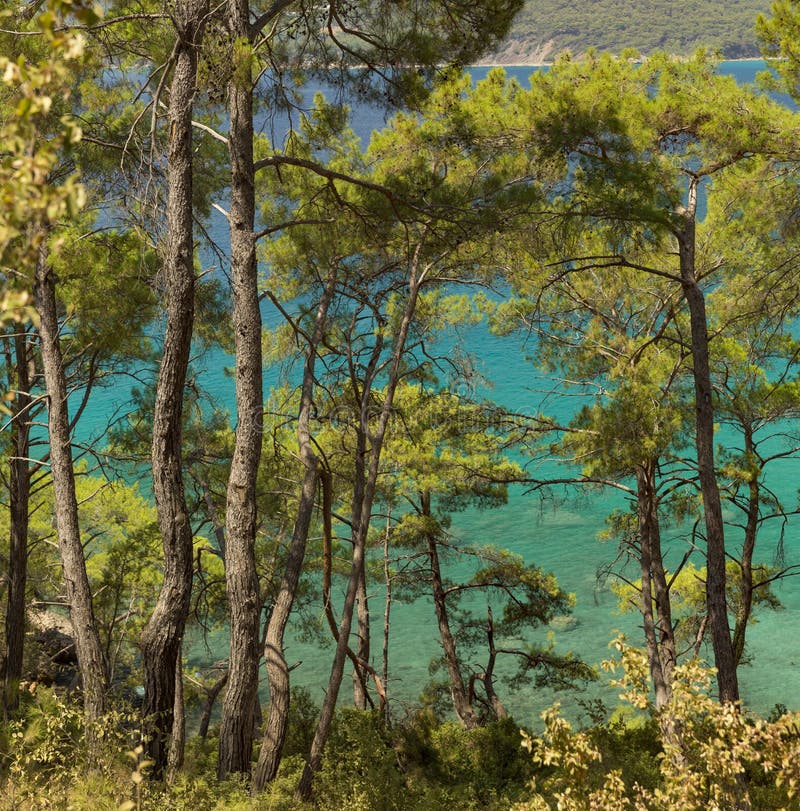 Pine trees and the sea stock photo. Image of shore, nature - 99117360