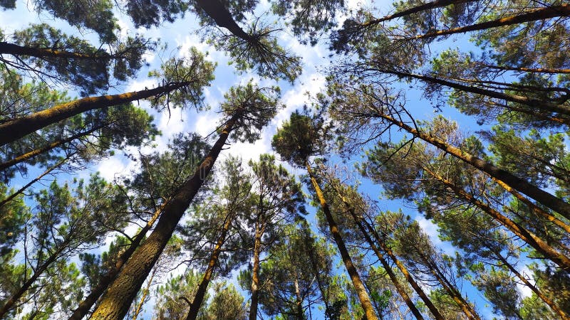 Pine trees seen from below stock image. Image of tree - 277281379