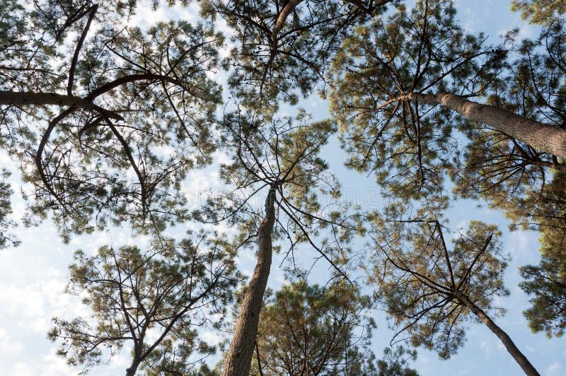 Pine trees seen from below stock photo. Image of light - 86989662