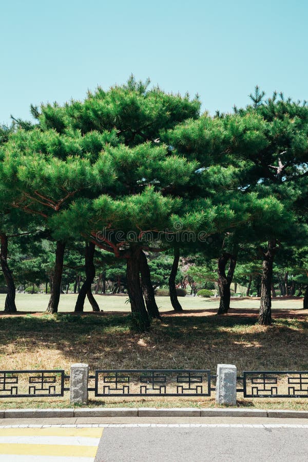 Seoul National Cemetery, Pine Trees Road in Korea Stock Image - Image ...