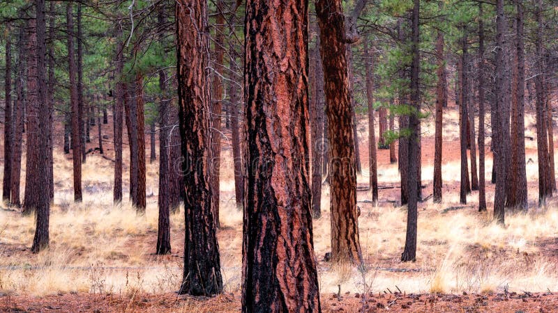 Pine Trees in Shevlin Park in Bend, Oregon in the Forest during Winter ...