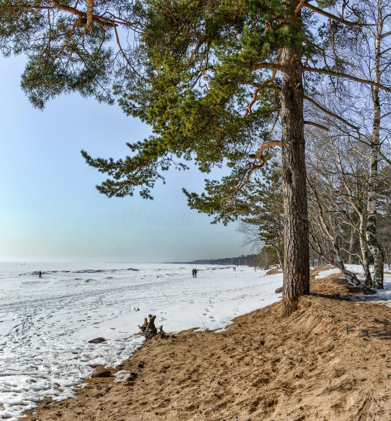 Pine Trees on the Shore of the Gulf of Finland on a Sunny Spring Stock ...