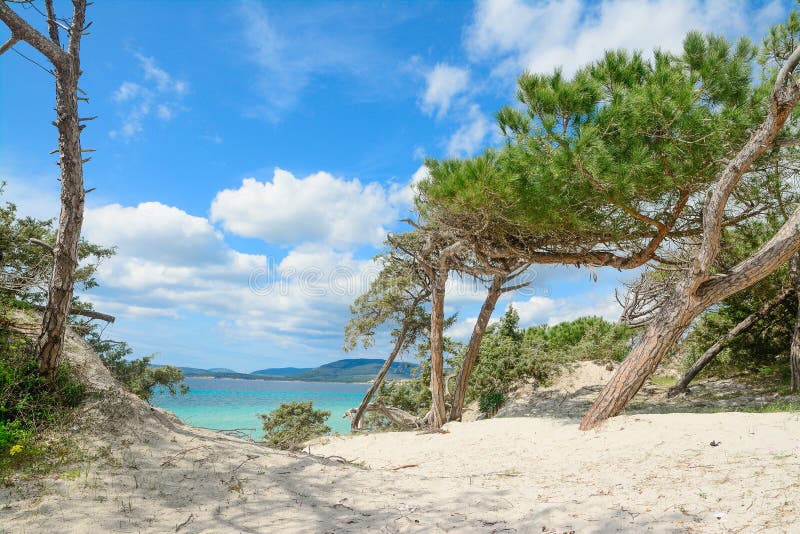 Pine Trees by the Shore in Maria Pia Beach Stock Image - Image of cliff ...
