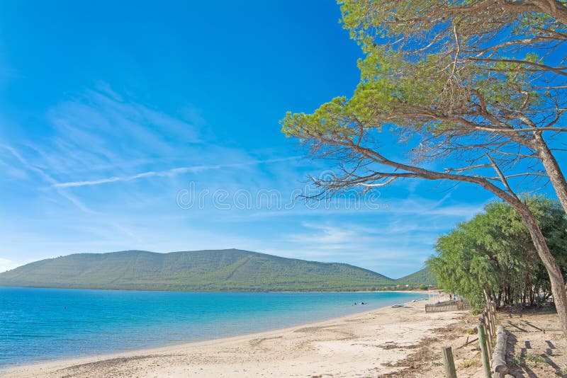Pine trees by the shore stock photo. Image of cove, scrub - 48415844