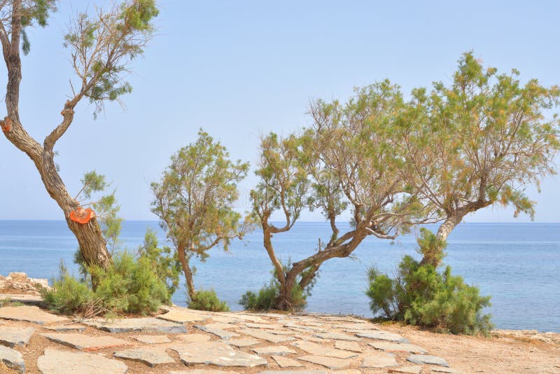 Pine Trees on the Shore of the Sea. Stock Image - Image of nature ...