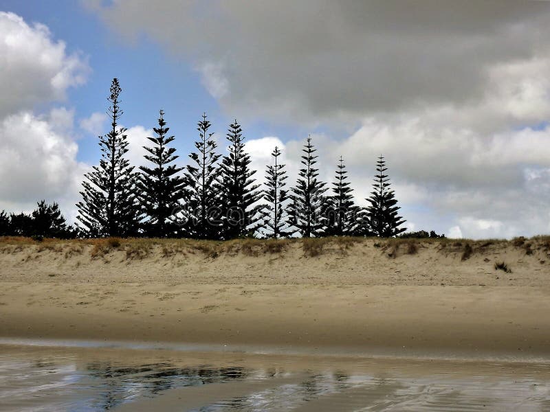 Pine Trees Shoreline stock photo. Image of outdoor, peaceful - 89439036