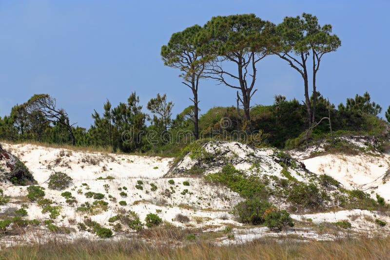 Pine Trees and Shrubs Growing on a Sand Dune in Florida Stock Photo ...
