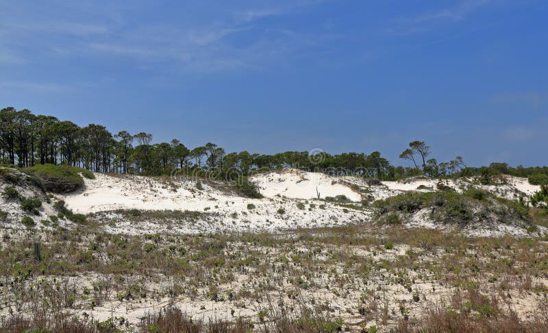 Pine Trees and Shrubs Growing on a Sand Dune in Florida Stock Photo ...