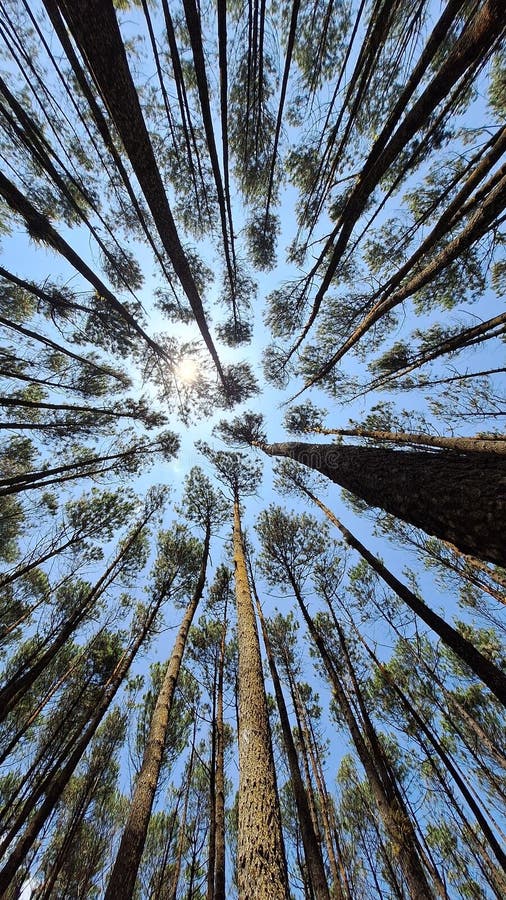 Pine Trees, the Silence of the Forest, and the Warmth of the Sun. this ...