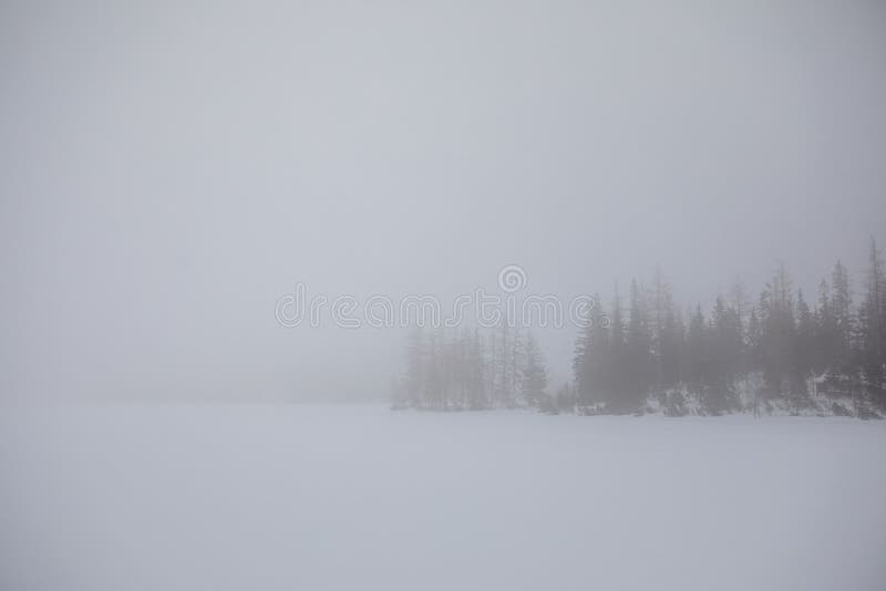 Pine Trees Silhouette in Mist Stock Photo - Image of trees, white ...