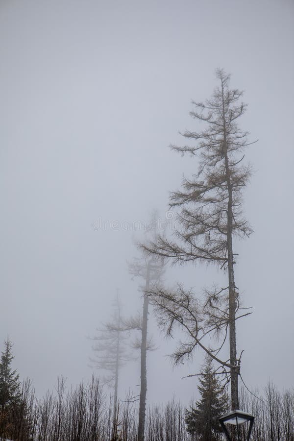 Pine Trees Silhouette in Mist Stock Image - Image of landscape, nature ...