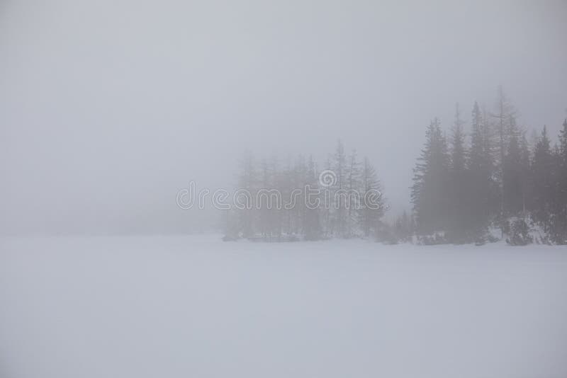 Pine Trees Silhouette in Mist Stock Photo - Image of winter, snowed ... Pine Trees Silhouette in Mist Stock Photo - Image of winter, snowed ...
