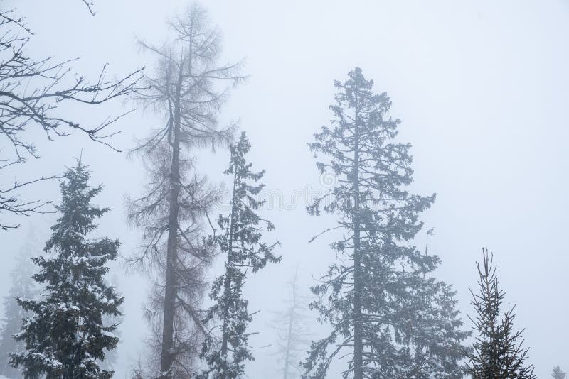 Pine Trees Silhouette in Mist Stock Photo - Image of rural, panoramic ... Pine Trees Silhouette in Mist Stock Photo - Image of rural, panoramic ...