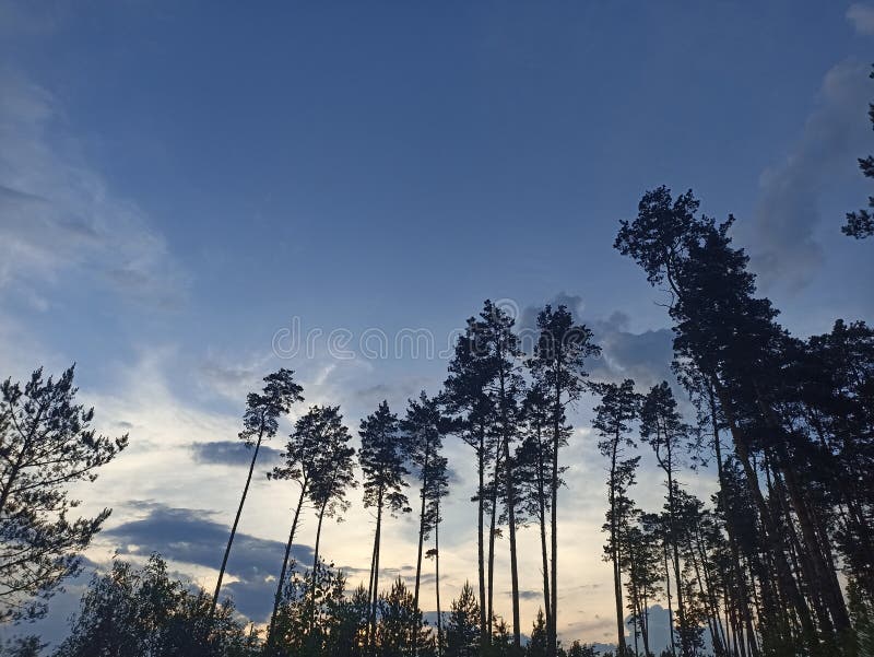 Pine Trees on Sky Background Stock Photo - Image of plant, reflection ...