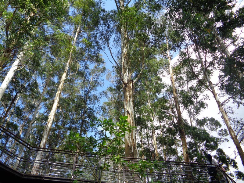 Pine Trees and Sky Bridge with Blue Sky Stock Photo - Image of park ...