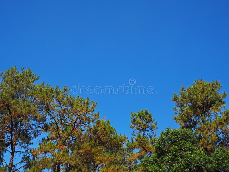 Pine trees with sky stock image. Image of landscape - 111700783