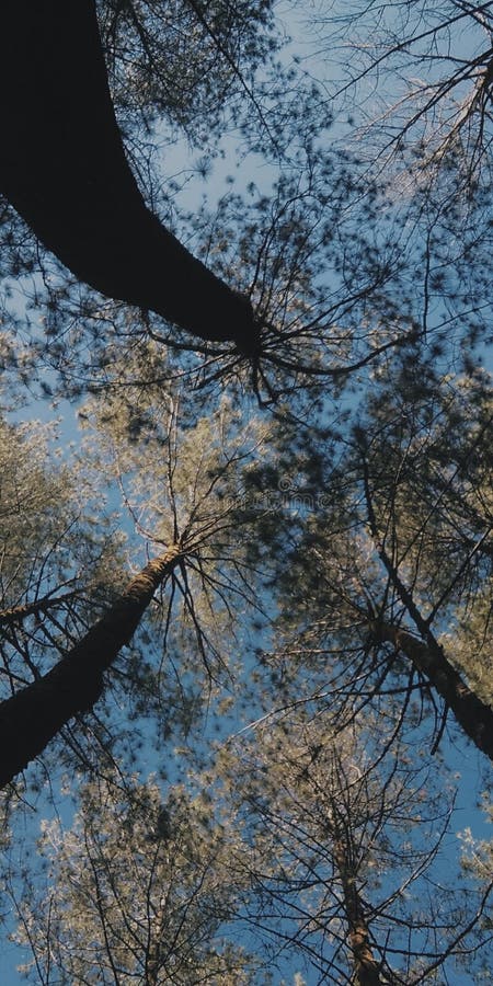 Pine Trees and Sky Shot from Below Stock Image - Image of trees, shot ...