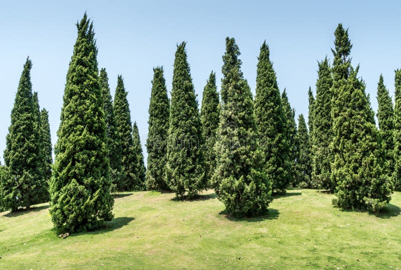 Pine trees stock image. Image of evergreen, needle, grass - 77461045
