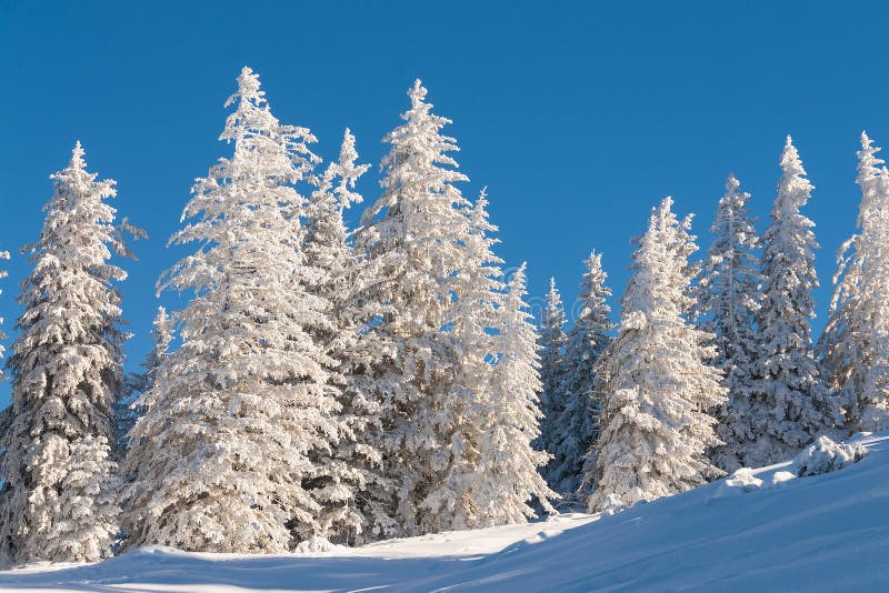 Pine Trees in Snow with Blue Sky Stock Photo - Image of snowfall, frost ...