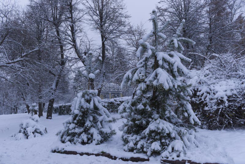 Pine Trees in the Snow, November Stock Photo - Image of scene ...