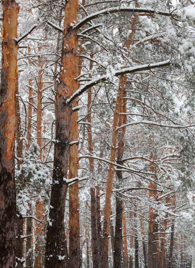 Pine trees in the snow stock photo. Image of herbal - 182972044