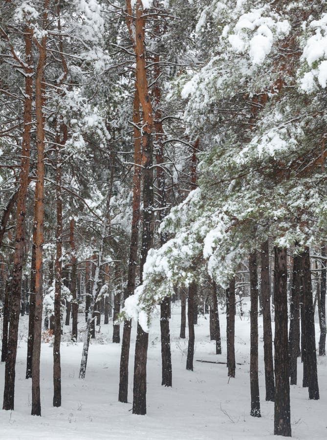 Pine trees in the snow stock photo. Image of conifer - 184791230