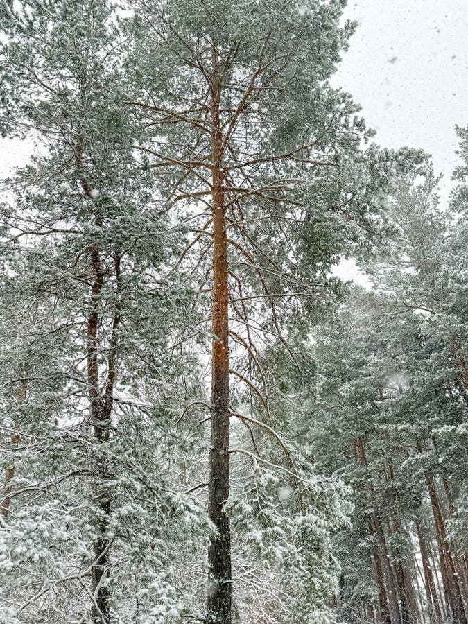 Pine Trees in the Forest in the Snow in Winter Stock Image - Image of pine, wilderness: 310294047
