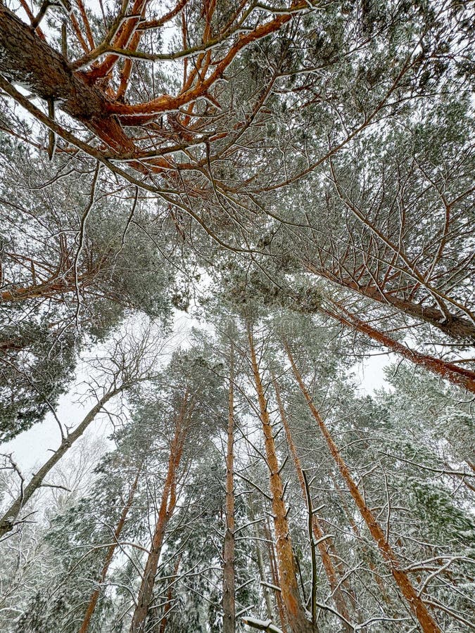 Pine Trees in the Forest in the Snow in Winter Stock Image - Image of pine, wilderness: 310294047