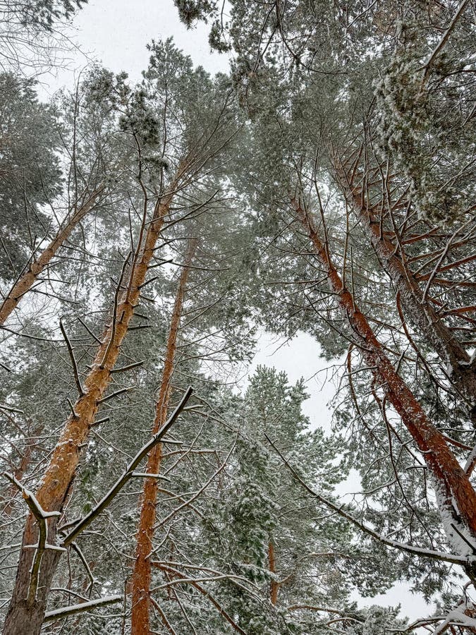 Pine Trees in the Snow in Winter Stock Image - Image of drone, covered: 301325597