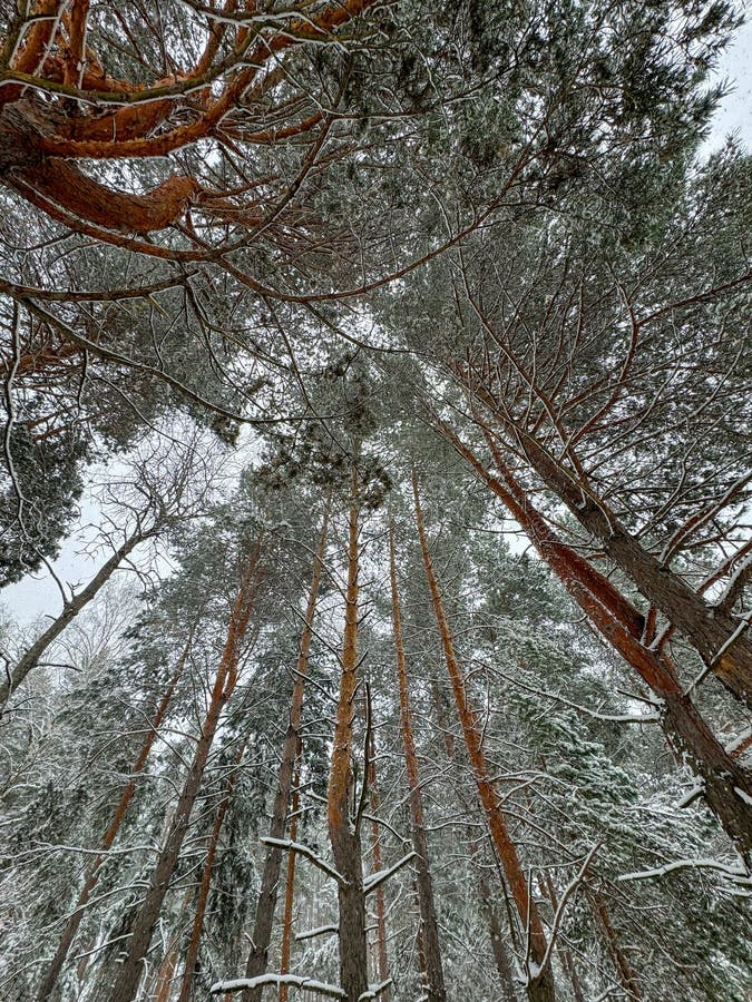Pine Trees in the Snow in Winter Stock Photo - Image of frosty, pine: 299104802
