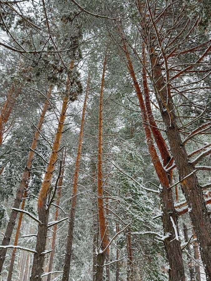 Pine Trees in the Snow in Winter Stock Photo - Image of landscape ...