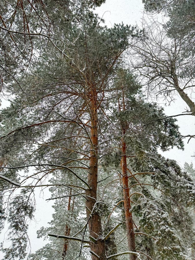 Pine Trees in the Forest in the Snow in Winter Stock Image - Image of ...