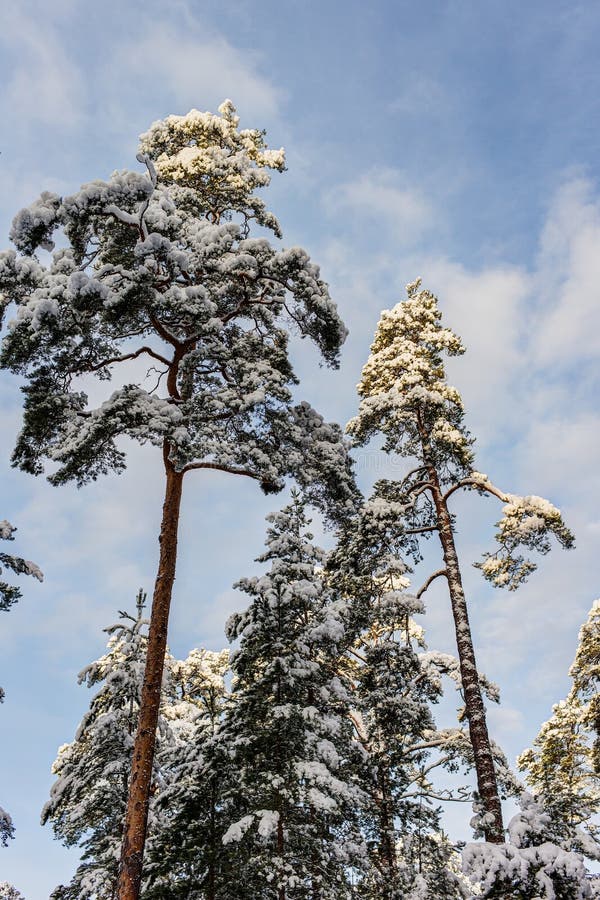 Pine Trees after a Snowfall Stock Photo - Image of outdoors, plants ...