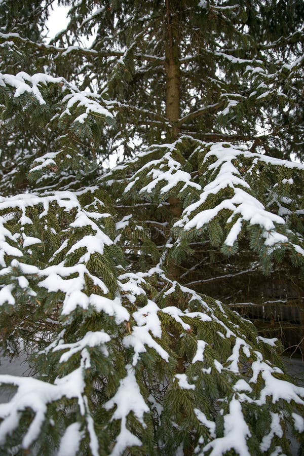 Snow Covers Pine Tree after Winter Storm Stock Photo - Image of forest ...