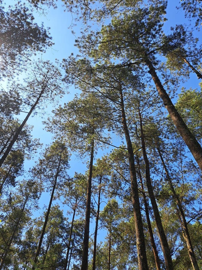 Pine Trees Soaring High Above Stock Photo - Image of woodland, flower ...