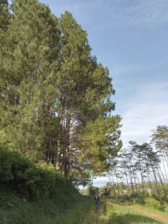 Pine Trees Soaring High in the Sunrise Stock Image - Image of soaring ...