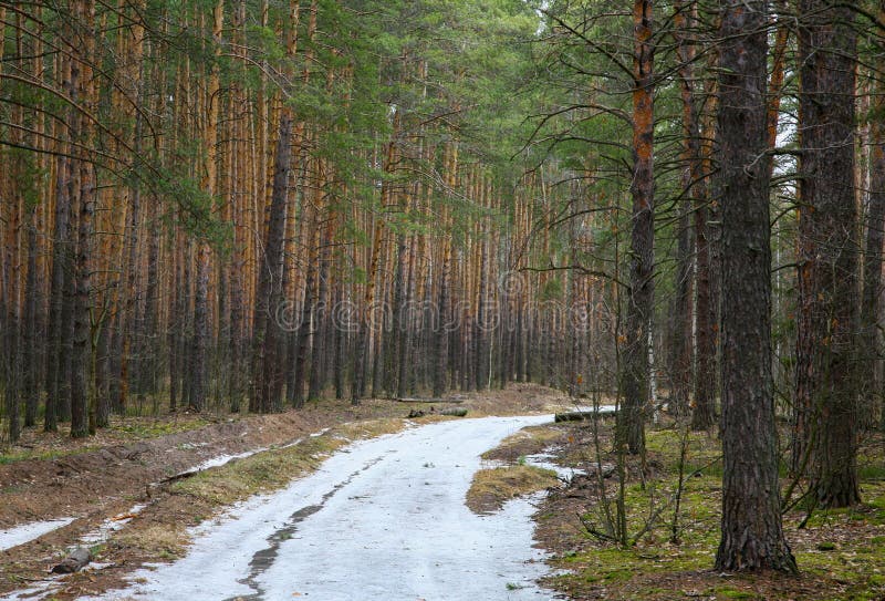 Pine Trees in Spring Forest with Last Snow Stock Image - Image of area ...