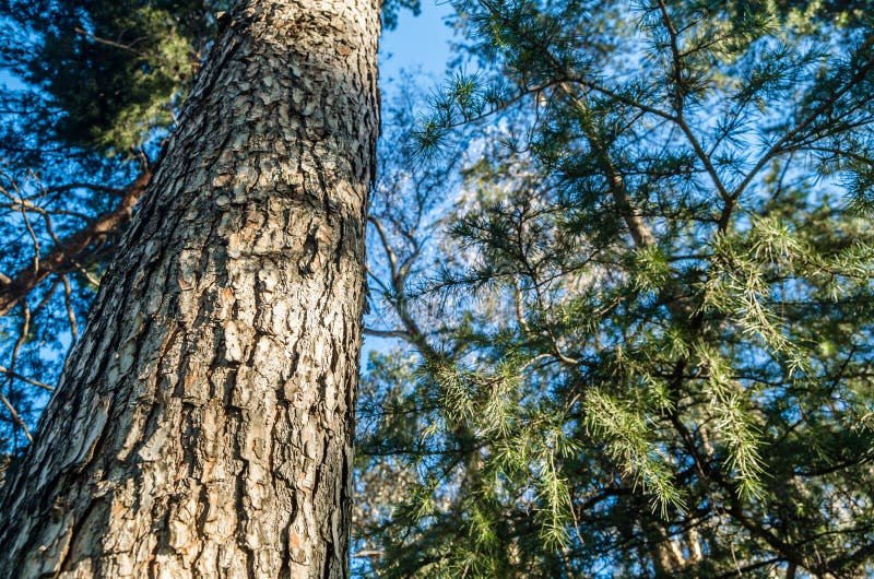 Pine Trees in Spring in a Park, Nature Background Stock Photo - Image ...