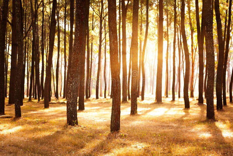 Pine trees stand tall stock image. Image of leaf, dark - 80944845