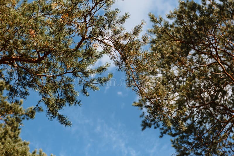 Pine Trees Standing in the Forest. Shooting from Bottom To Top, Against ...