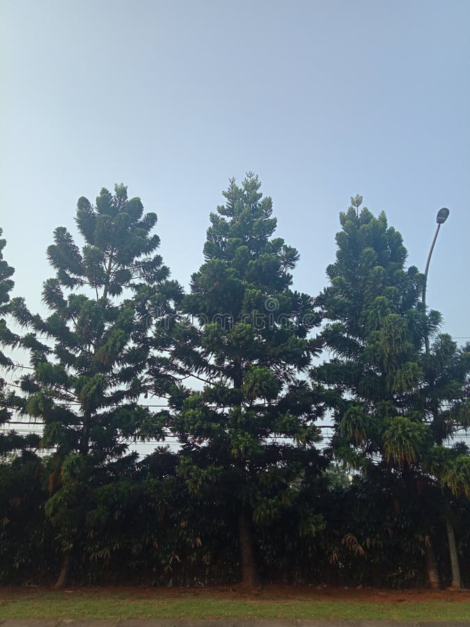 Pine Trees Standing Tall in the Road Stock Image - Image of pine, trees ...