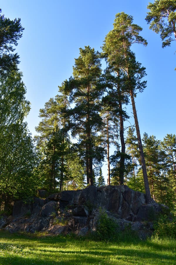 Pine Trees Standing Tall Under a Clear Blue Sky Stock Photo - Image of ...