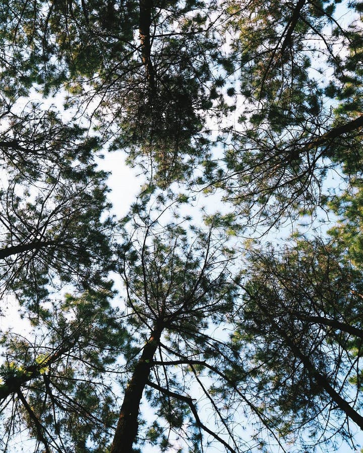 Pine trees stock photo. Image of tree, lined, staring - 136134466