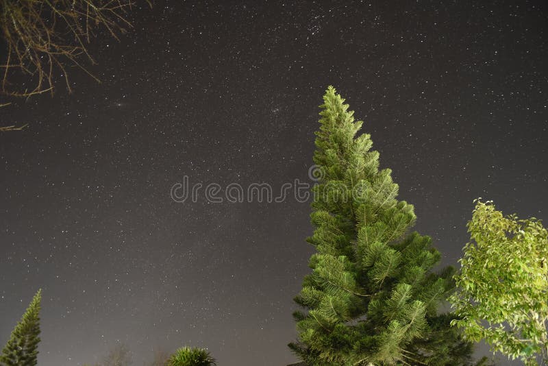 Pine Trees and Stars To Night Stock Photo - Image of black, material ...