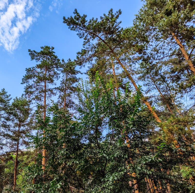 Pine Trees Stretch To the Sky Nature Stock Image - Image of nature ...