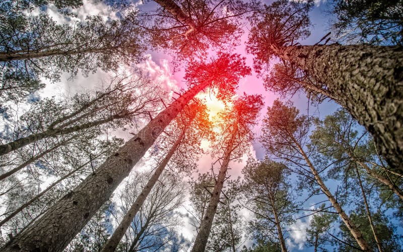 Pine Trees Striving for the Sun Stock Photo - Image of nature, summer ...